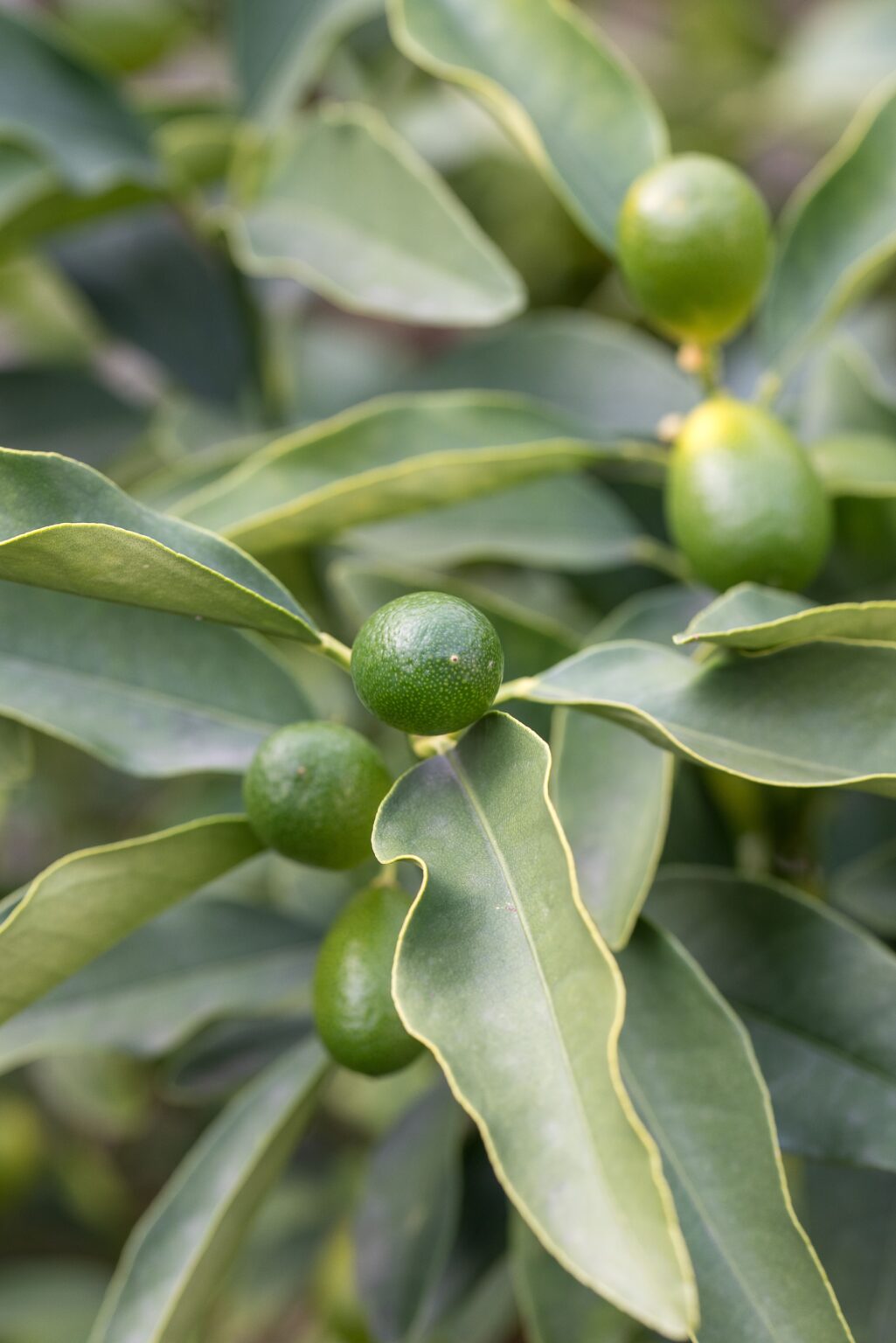 The Outback's Secret Weapon: Desert Lime for Glowing Skin – Hamilton ...